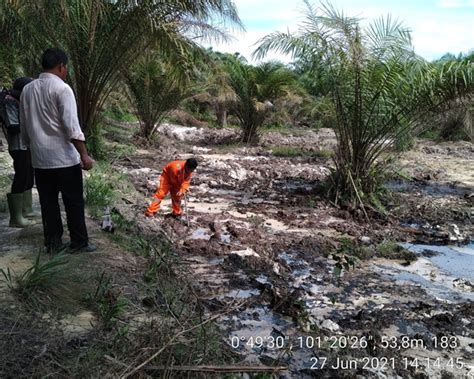 Lahan Tercemar Limbah Minyak Chevron Jadi Tandus, Warga: Tak Layak Lagi ...