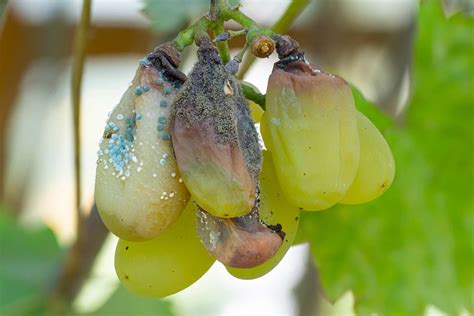 Botrytis Blight How To Identify And Control Gray Mold Lost Coast