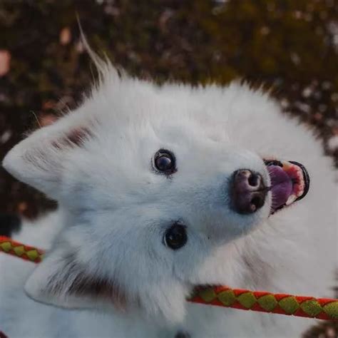 Training Samoyeds The Realistic Honest Samoyed Training Guide — Best
