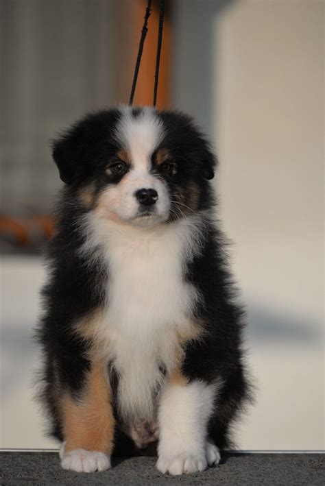 Aussie Black Tri Boy Australian Shepherd