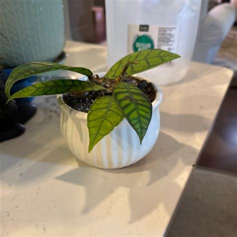 Why Are My Hoya Callistophylla Leaves Droopy 💧