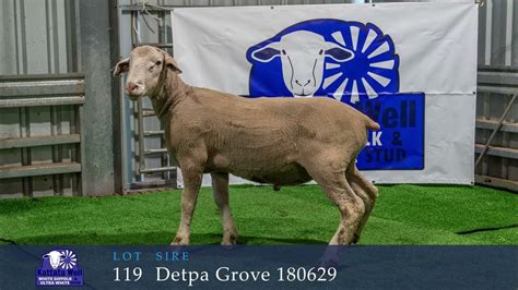 Lot 119 Youtube