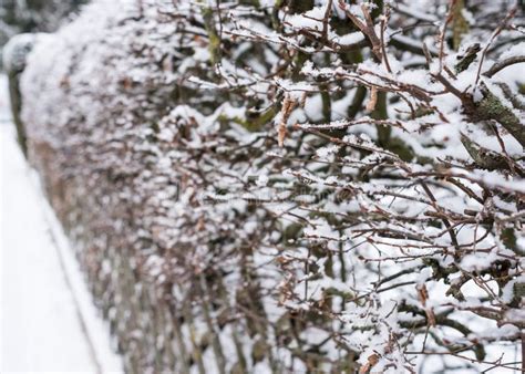 Snow And Ice On A Hornbeam Hedge Stock Image Image Of Snow Beech