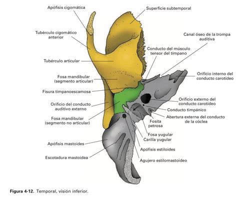Hueso Temporal 2 Craneo Anatomia Huesos Anatomia Anatomía Médica