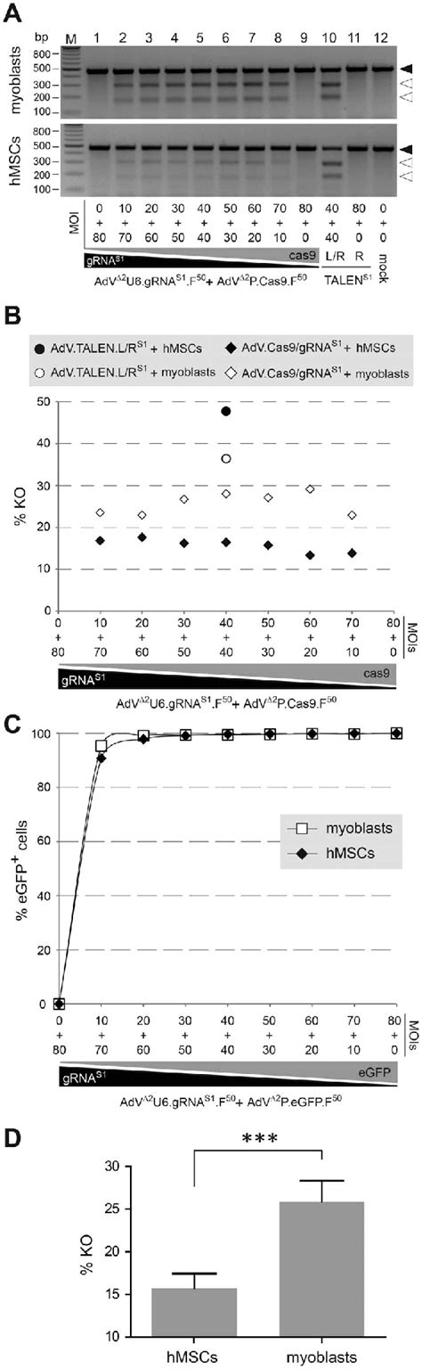 Analyses Of Target Gene Knockout Frequencies Following Advmediated Download Scientific