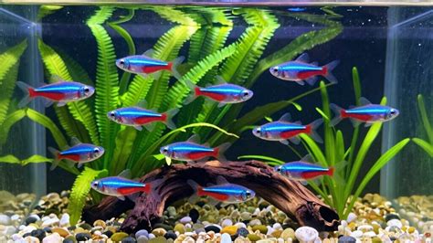 What Is The Best Food For Neon Tetras Aqua Revolt