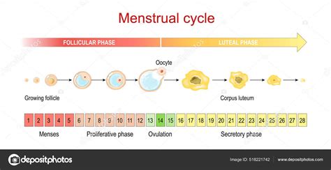 Ciclo Menstrual Fase Lútea Folicular Folículo Crecimiento Ovocito