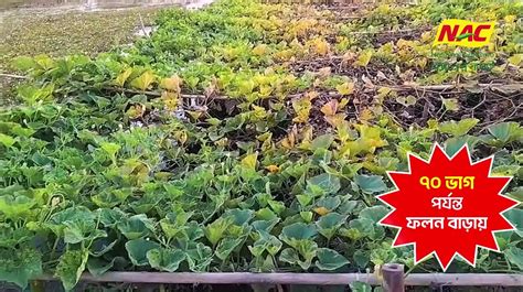 মরা লাউয়ের গাছে ফিরলো নতুন প্রাণ আজগর ভাইয়ের মুখেই জানুন কী ব্যবহার