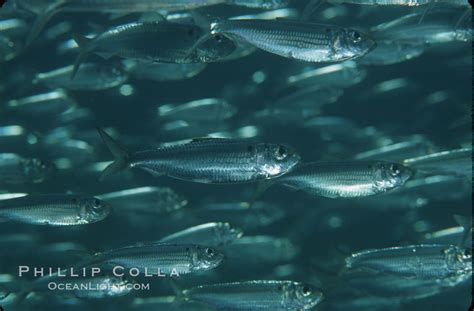 Bigeye Scad Schooling Selar Crumenophthalmus Sea Of Cortez La Paz