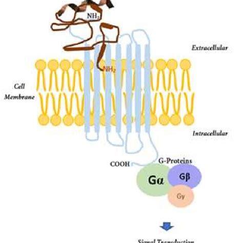Chemokine Receptor Interactions The Chemokine C Terminal Domain