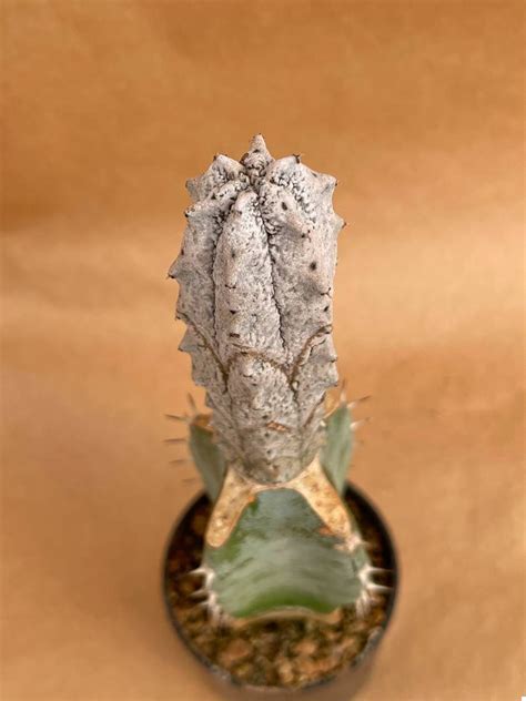 Euphorbia Abdelkuri Succulents Euphorbia Kaktusy Sukulenty I