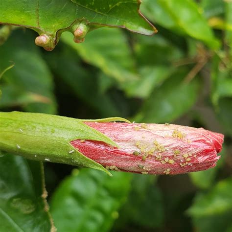 Hibiscus Aphids Flower And Gall Mites Leaf A Photo On Flickriver