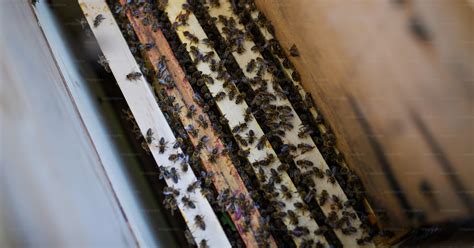 벌집에 꿀벌이 있는 벌집 프레임의 상위 뷰입니다 사진 Unsplash의 꿀벌 이미지