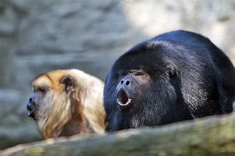 13 Loudest Animals In The World Whatdewhat