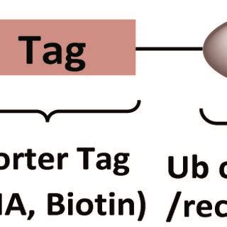 Ub System A Actions Of E E And E B Mono Di And Poly Ub Download Scientific