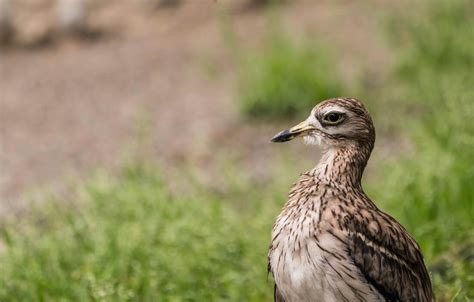 Griel H En M Naturepics