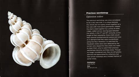 Interesting Shells Interesting Shells