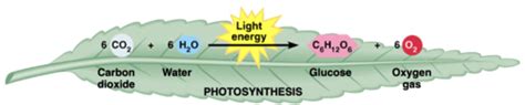 Photosynthesis Flashcards | Quizlet