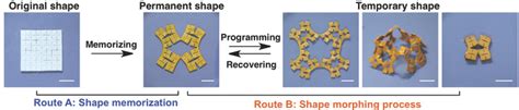 Dual‐programmable Shape‐morphing And Self‐healing Organohydrogels