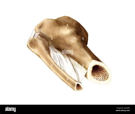 Illustration Of The Distal View Of The Tibia And The Fibula This