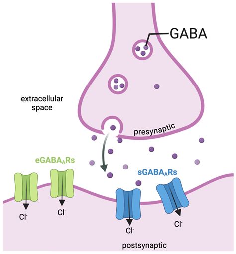 Unveiling Gaba And Serotonin Interactions During Neurodevelopment To Re
