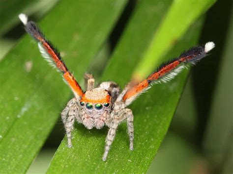 Do Jumping Spiders Spin Webs