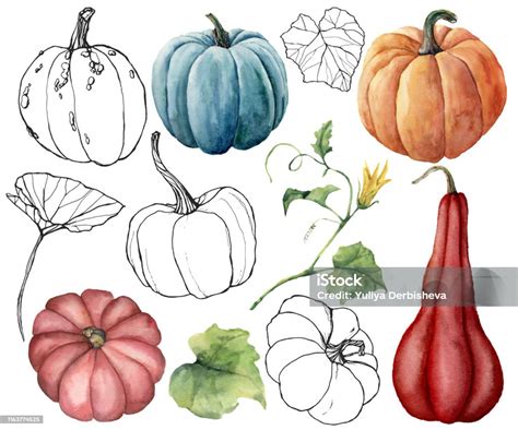 선형 박과 잎수채세트 손으로 흰색 배경에 고립 된 빨간색 파란색 오렌지와 줄무늬 호박을 그린 가을 축제 디자인 인쇄 또는 배경을 위한 식물 그림 10월에 대한 스톡 벡터