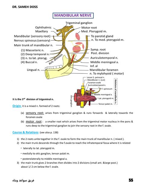 Mandibular Nerve Mandibular Nerve It Is The 3rd Division Of