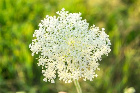 Premium Photo Cow Parsnip Weed Poisonous Plant Heracleum Big Hogweed