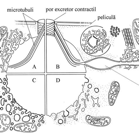 Opalinide Parazite A Opalina Ranarum Din Rectul şi Vezica Urinară La Download Scientific