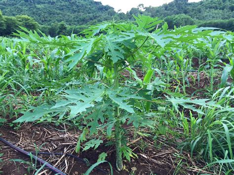 ปลูกข้าวโพด สวนปรีชา มะละกอฮอนแลนด์ Preecha Papaya Farm