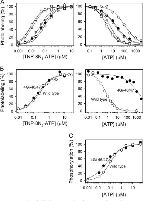 Figure 7 From Modulatory Atp Binding Affinity In Intermediate States Of