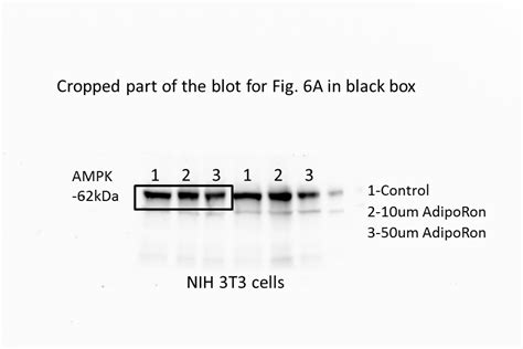 Adiponectin Receptor Agonist Adiporon Improves Skeletal Muscle Function
