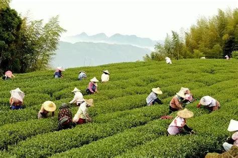 休宁松萝—松萝灵秀朵奇珍