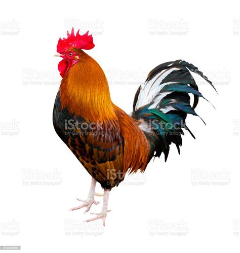 Cock Rooster Portrait Rooster On A Farm Rooster And Chickens Farm A