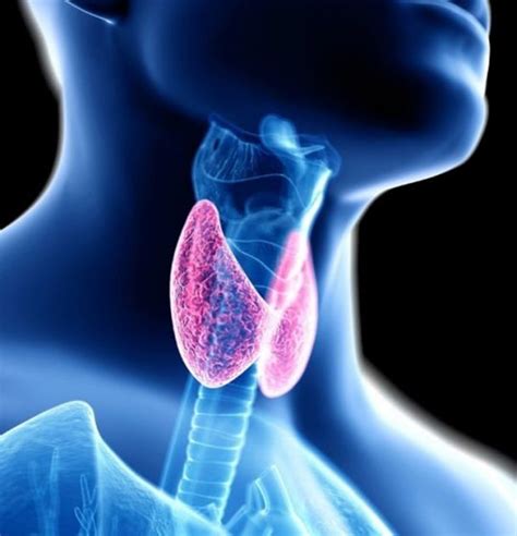 Бамбай булчирхайн өвчтэй болон 50 иас дээш насны эмэгтэйчүүдэд нэн тустай шүүс Үүнийг уугаад