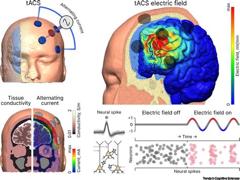 Neurocognitive Physiological And Biophysical Effects Of Transcranial
