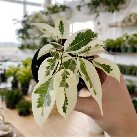 Ficus Benjamina Variegated Weeping Fig Ficus Benji Live Plant