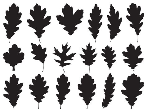 Oak Leaves Silhouette White Background 55844926 Vector Art At Vecteezy