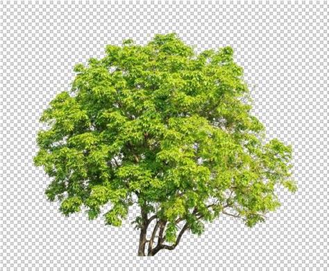 Tree Transparent Background Stock Photos Images And Backgrounds For Free Download