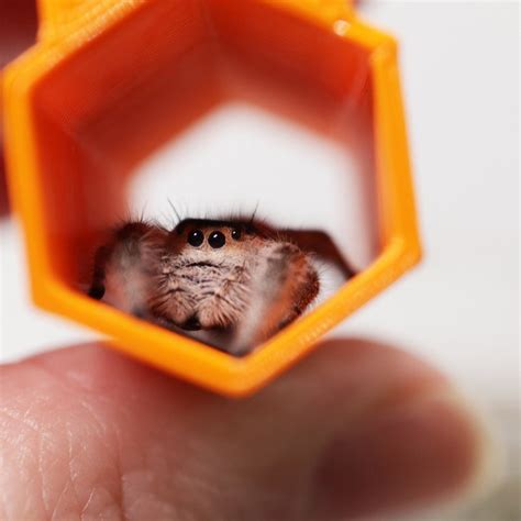 Jumping Spider Enclosure Etsy