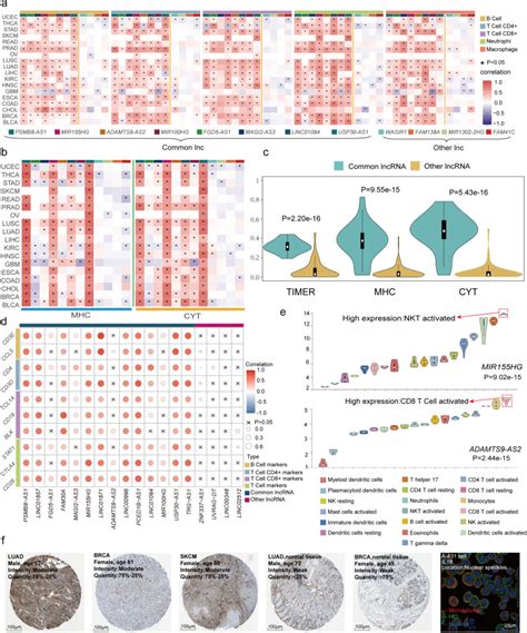 The Landscape Of Immune Checkpoint Related Long Non Coding Rnas Core Regulatory Circuitry