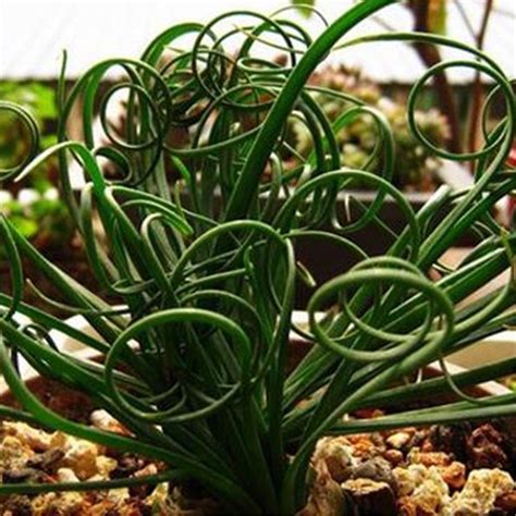 Spiral Grass Plants Planting Succulents Spring Grass