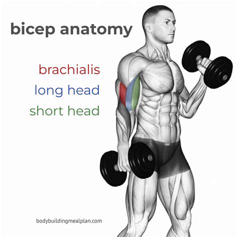 Incline Dumbbell Curl For Building Bigger Wider Taller Biceps