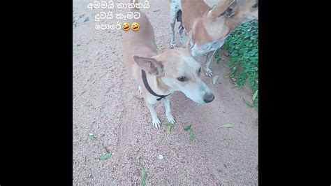 කෑම කන්ඩ වෙන ඔට්ටුවිල්ල🤣🤣 Youtube