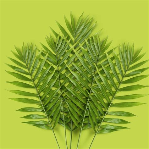 Areca Catechu Dypsis Lutescens 가정 식물 광합성 나뭇잎 녹색 녹색 자연 녹지 리프 텍스처