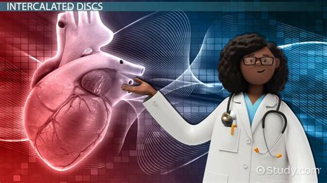 intercalated discs components function and location lesson