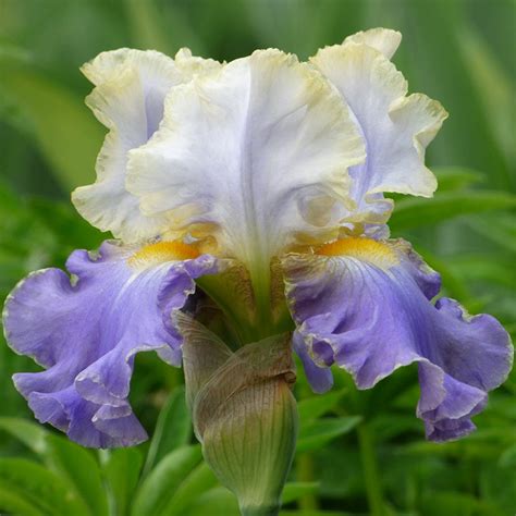 Gilt Edged Bond Bearded Iris Iris Germanica American Meadows