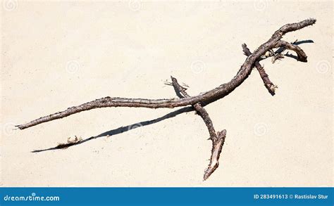A Wooden Twig From A Tree On The Sand In The Shape Of A Lizard Stock