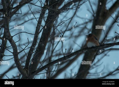 Eastern Bluebird Perched In The Tress Around Hemlock Lake In New York
